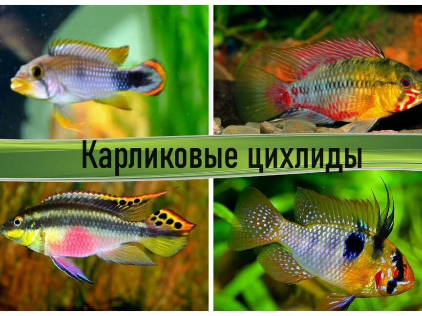 Карликовые цихлиды в ассортименте