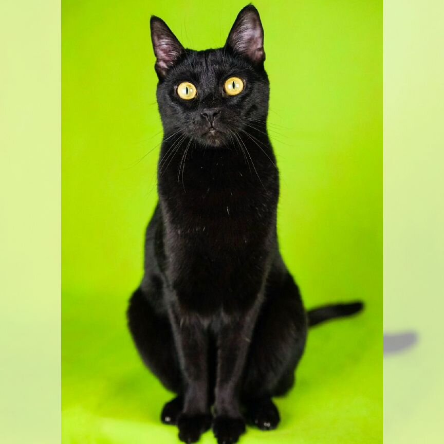 Кот в добрые руки