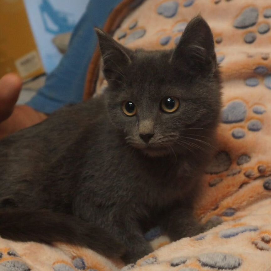 Котёнок в добрые руки