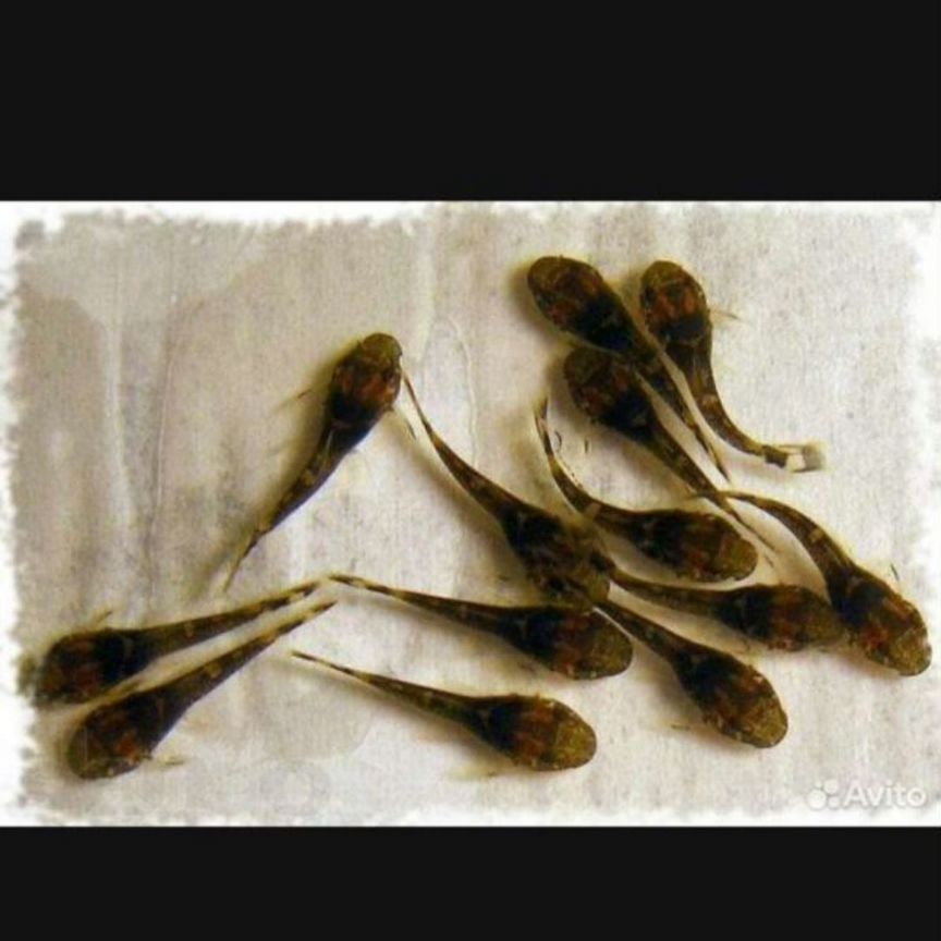 Мальки анцитруса