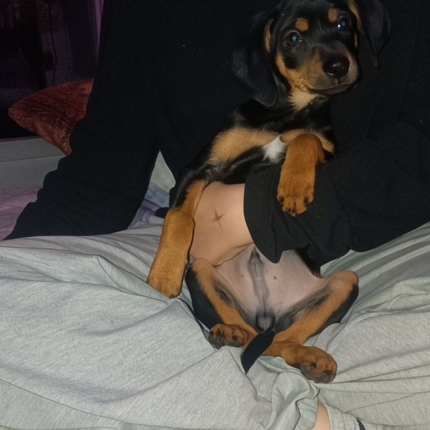 Русский той-терьер, щенок