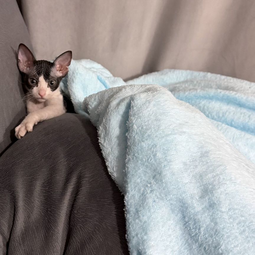 Канадский сфинкс котёнок