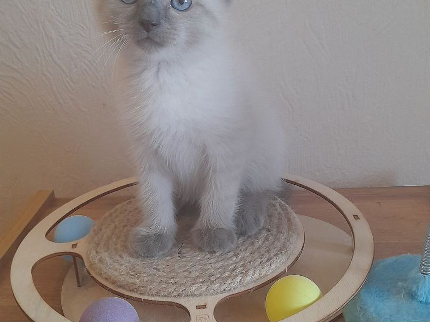 Сиамский котёнок в добрые руки