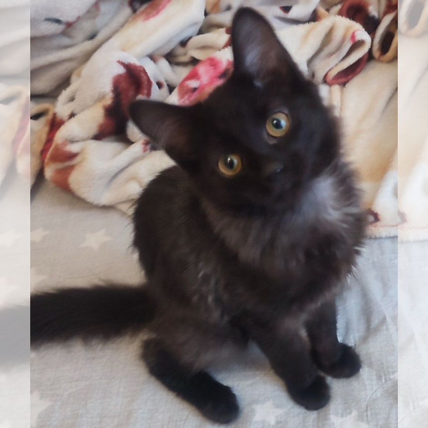 Котёнок в добрые руки