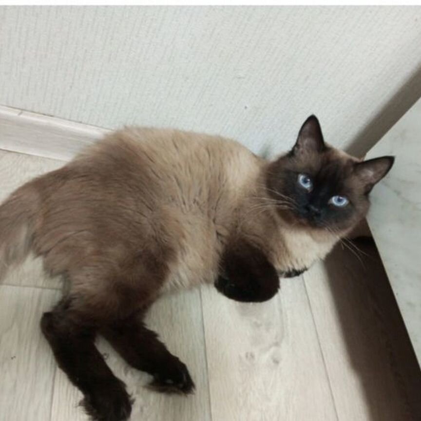 Отдам кота в добрые руки зовут Барсик