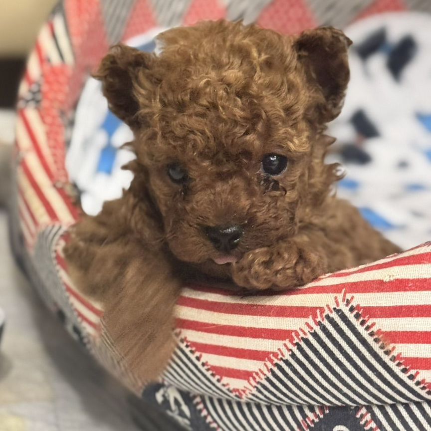 Той-пудель, щенок