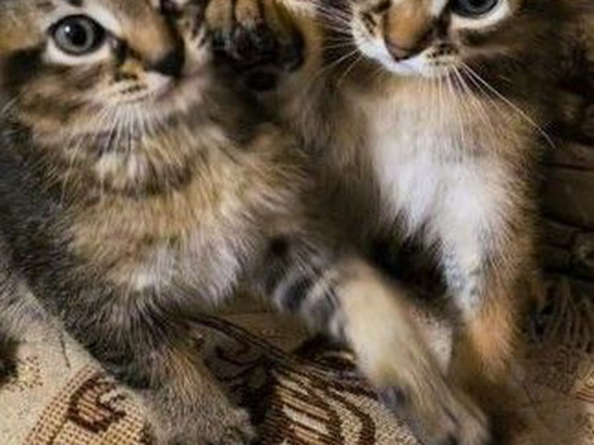 Котята чаузи