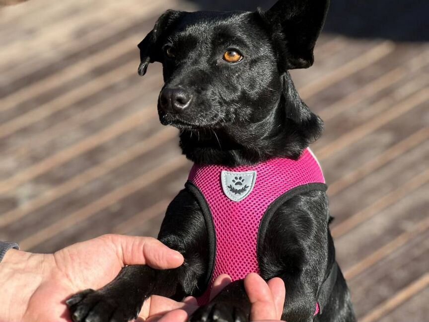 Маленькая собака бесплатно