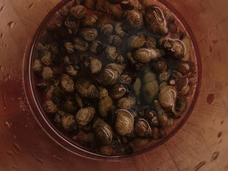 Грунтовые улитки мелании