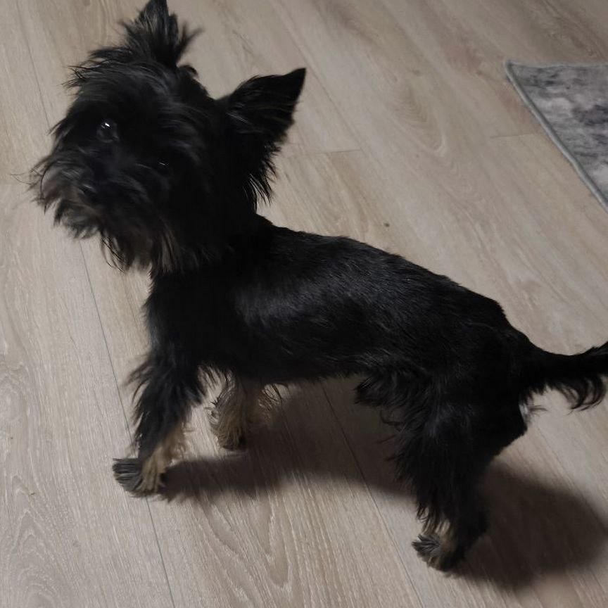 Йоркширский терьер, щенок