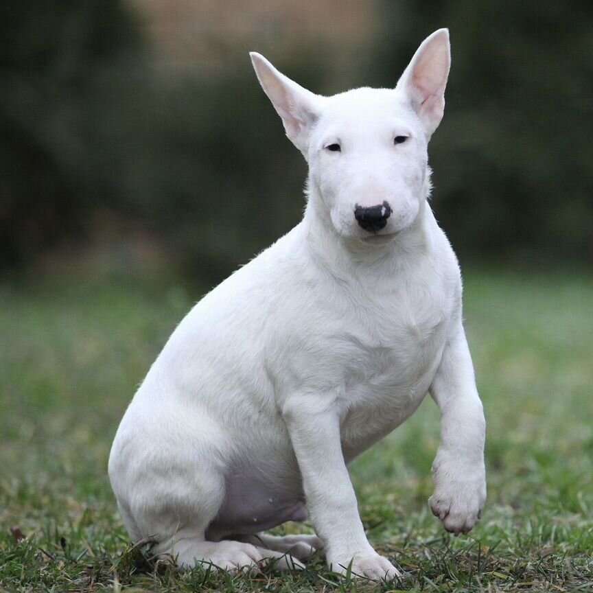 Бультерьер, щенок