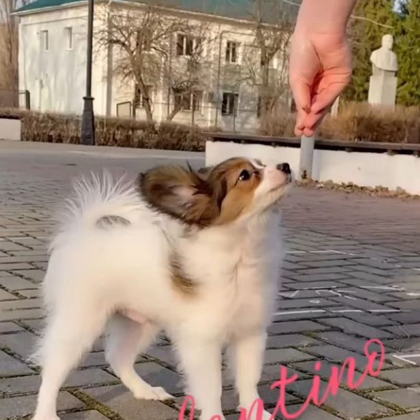 Шикарный мальчик, готов к переезду