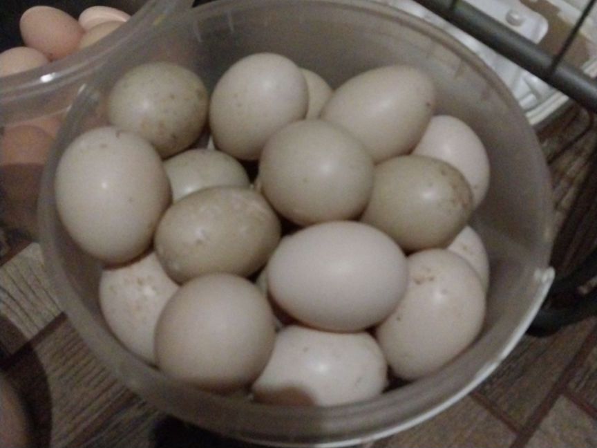 Яйцо индоутки