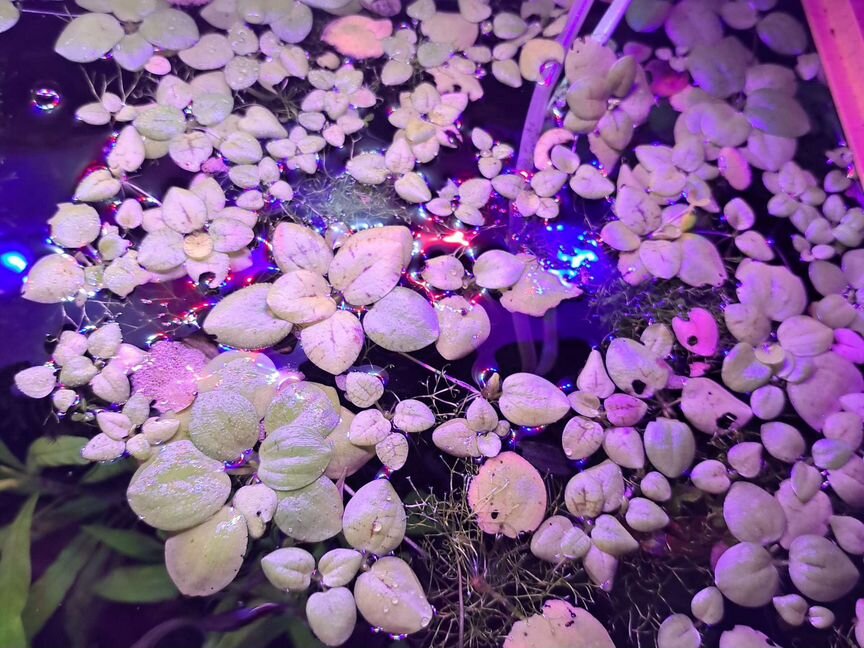 Сальвиния верхоплавающие аквариумные растения