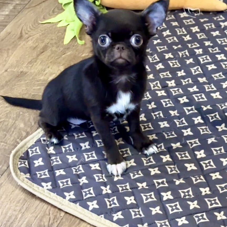 Чихуахуа, щенок