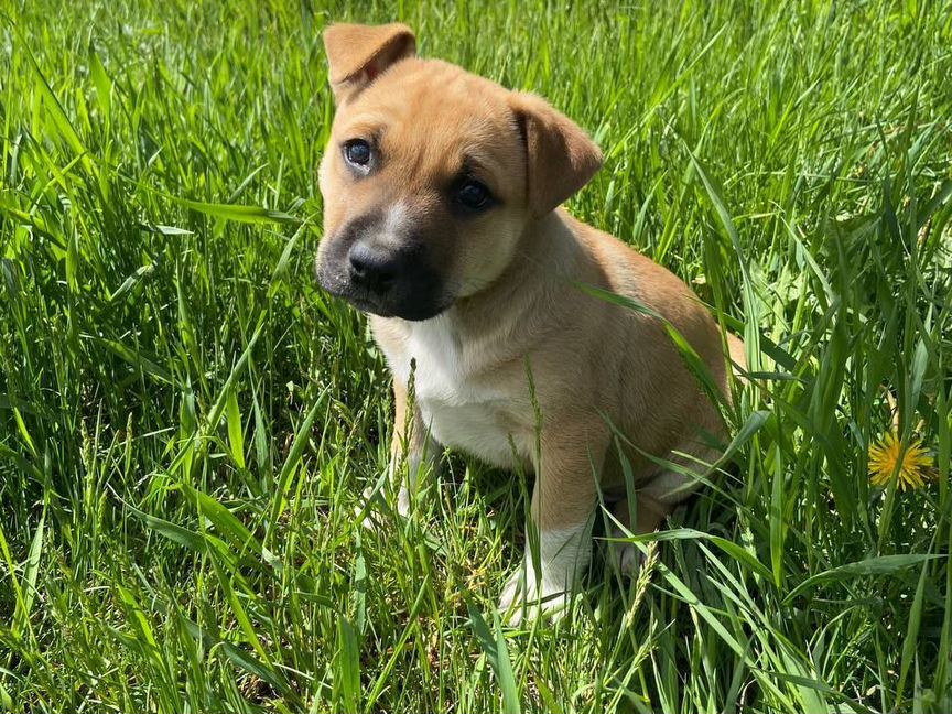 Стаффордширский терьер