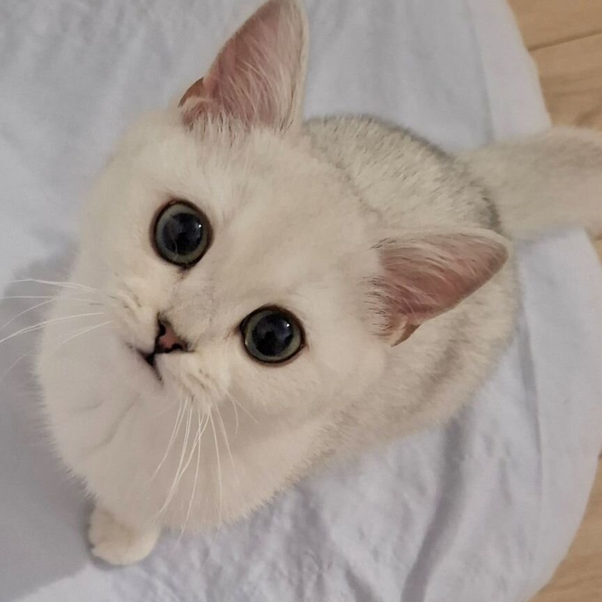Котик британской шиншиллы