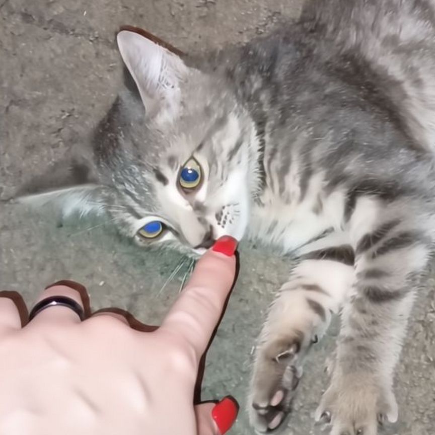 Котёнок в добрые руки