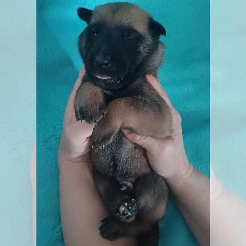 Малинуа быстрее ветра