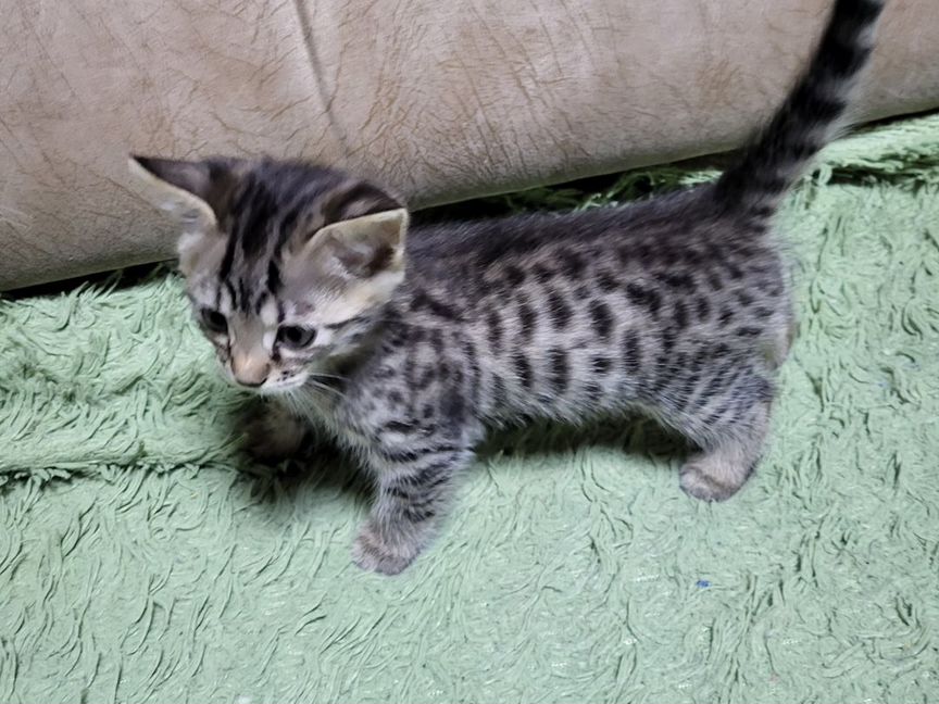 Девочка бенгалка