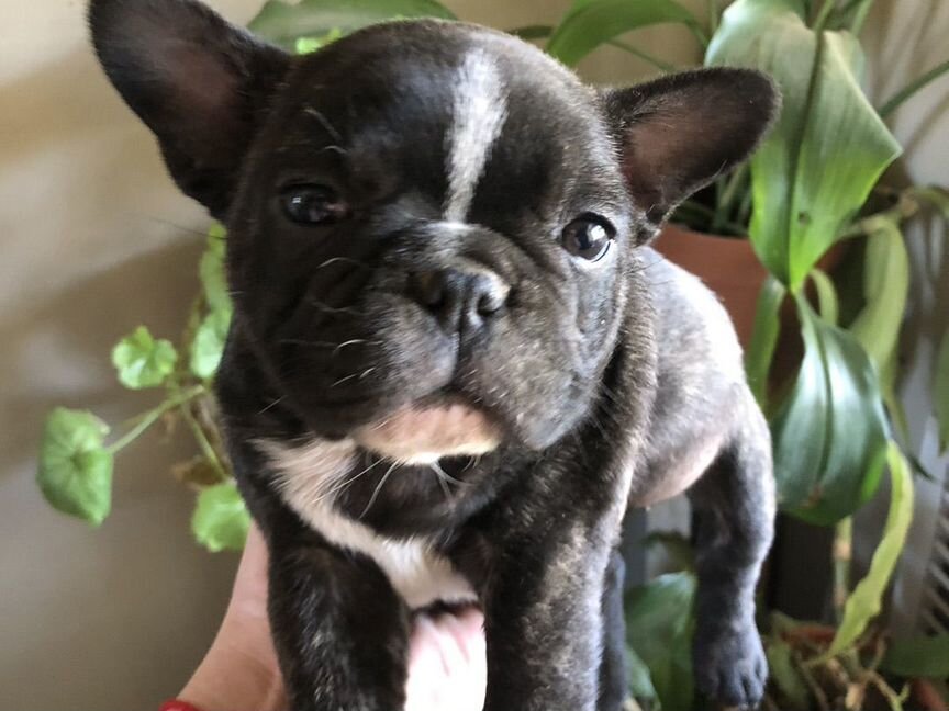 Продается французский бульдог,торг уместен