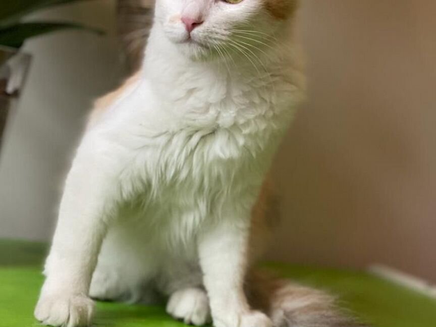 Кошка