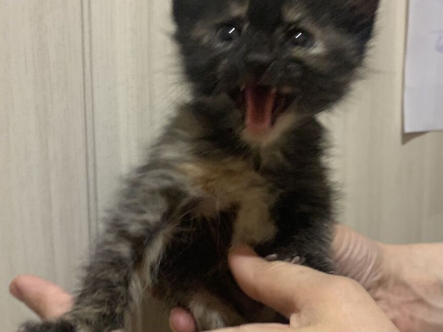 Маленькая кошка крошка черепашка