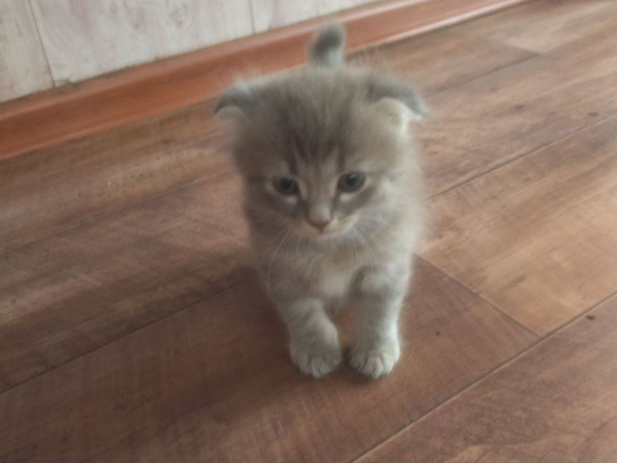 Шотландская вислоухая котенок