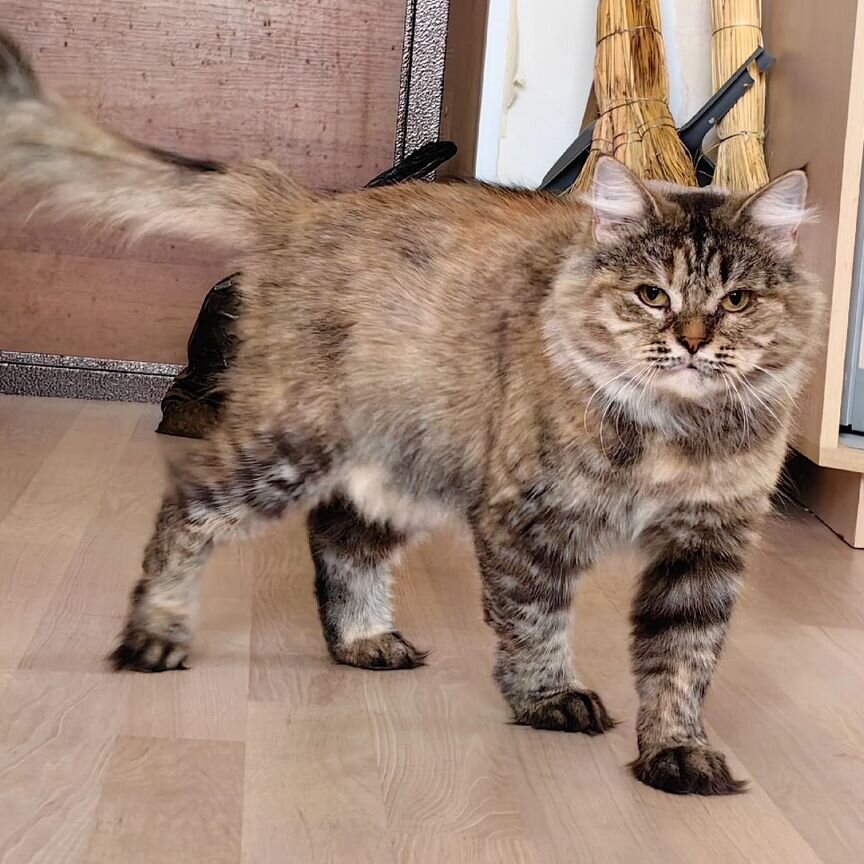 Кошечка Сайра