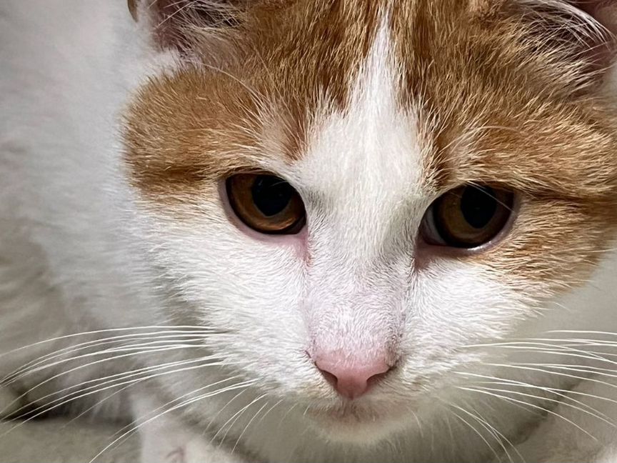 Мандарин ищет дом