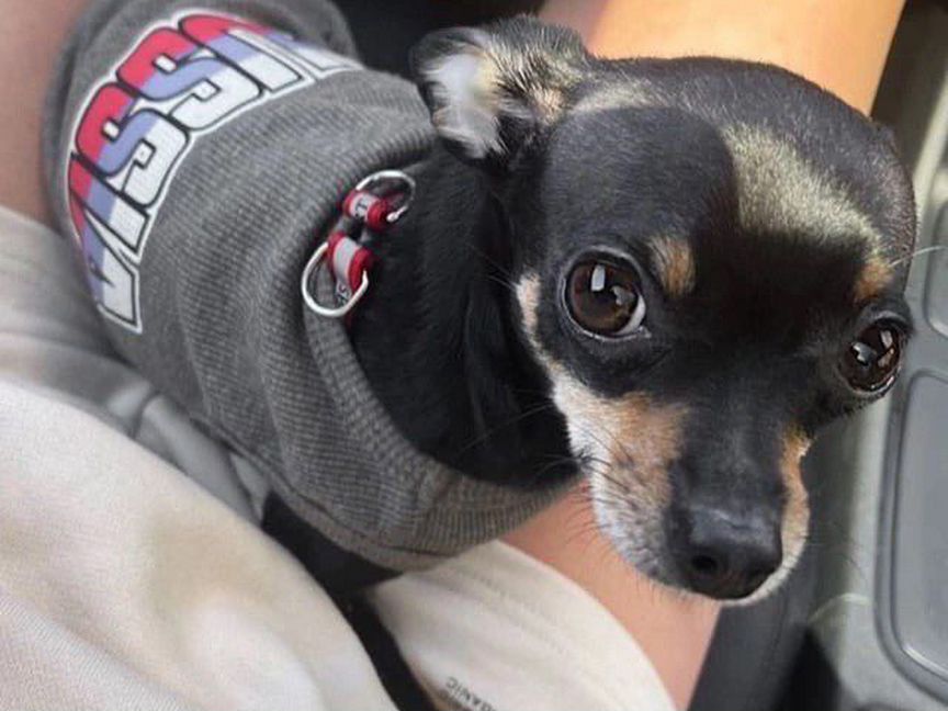 Случка той-терьер