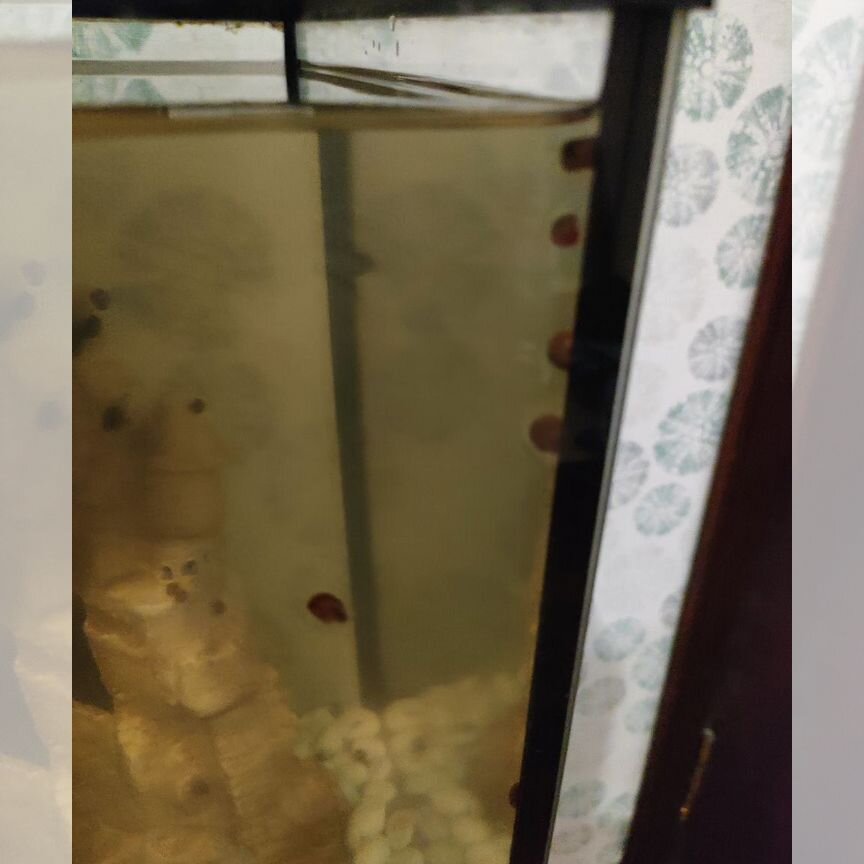 Улитки катушки