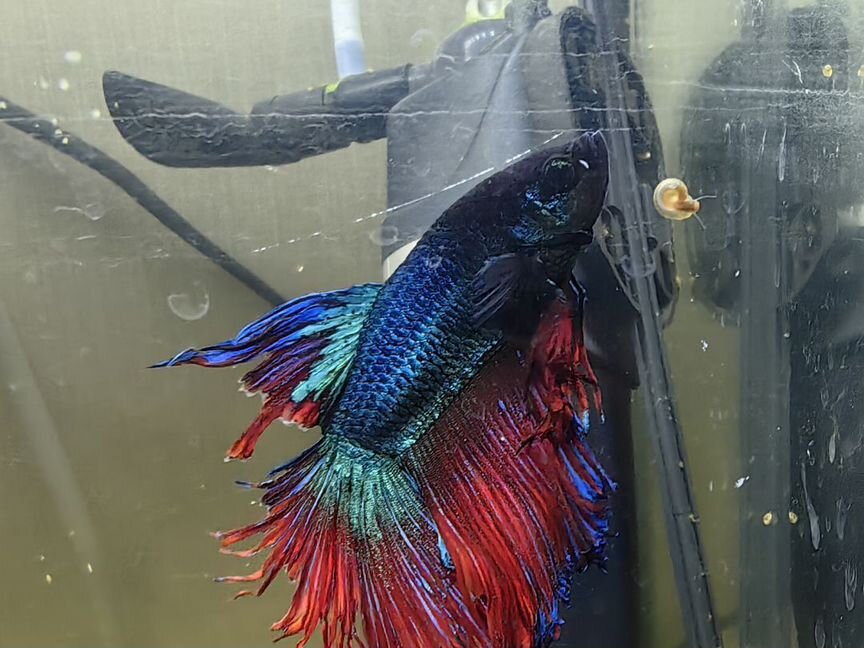 Рыба петушок самец