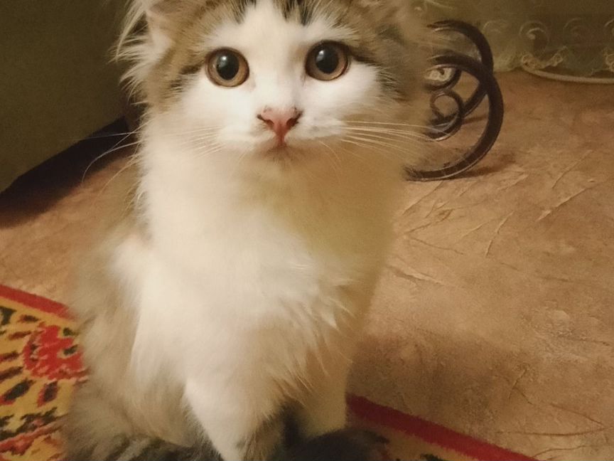 Отдам Котëнка в хорошие руки)