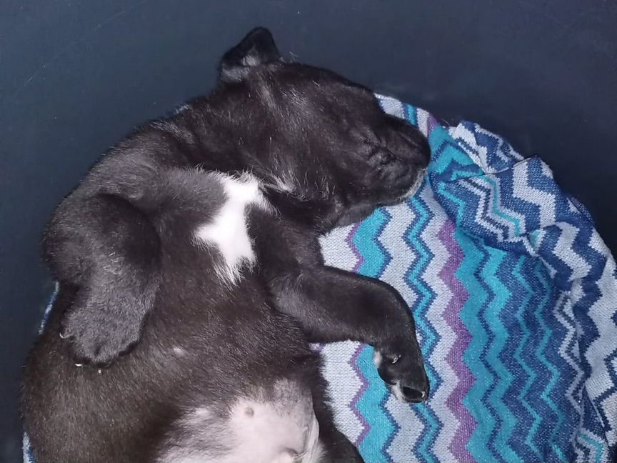 Щенки коне корсо