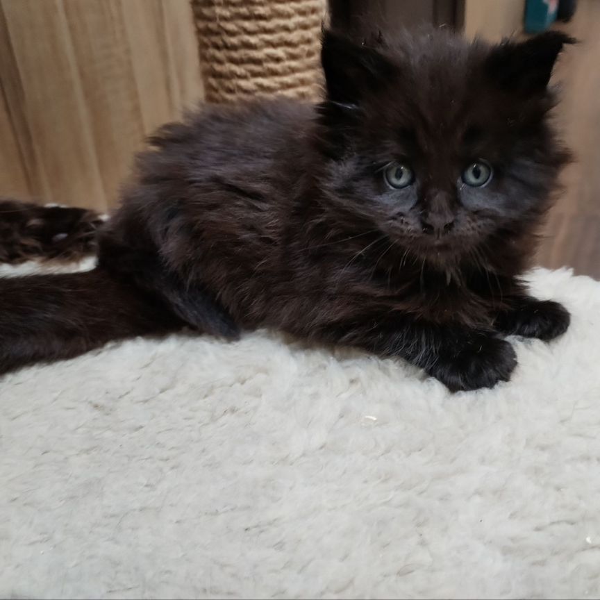 Мейн-кунчики