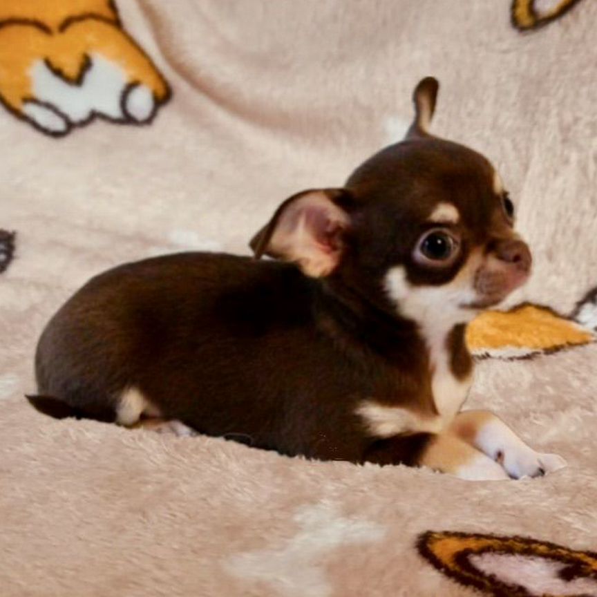 Чихуахуа, щенок