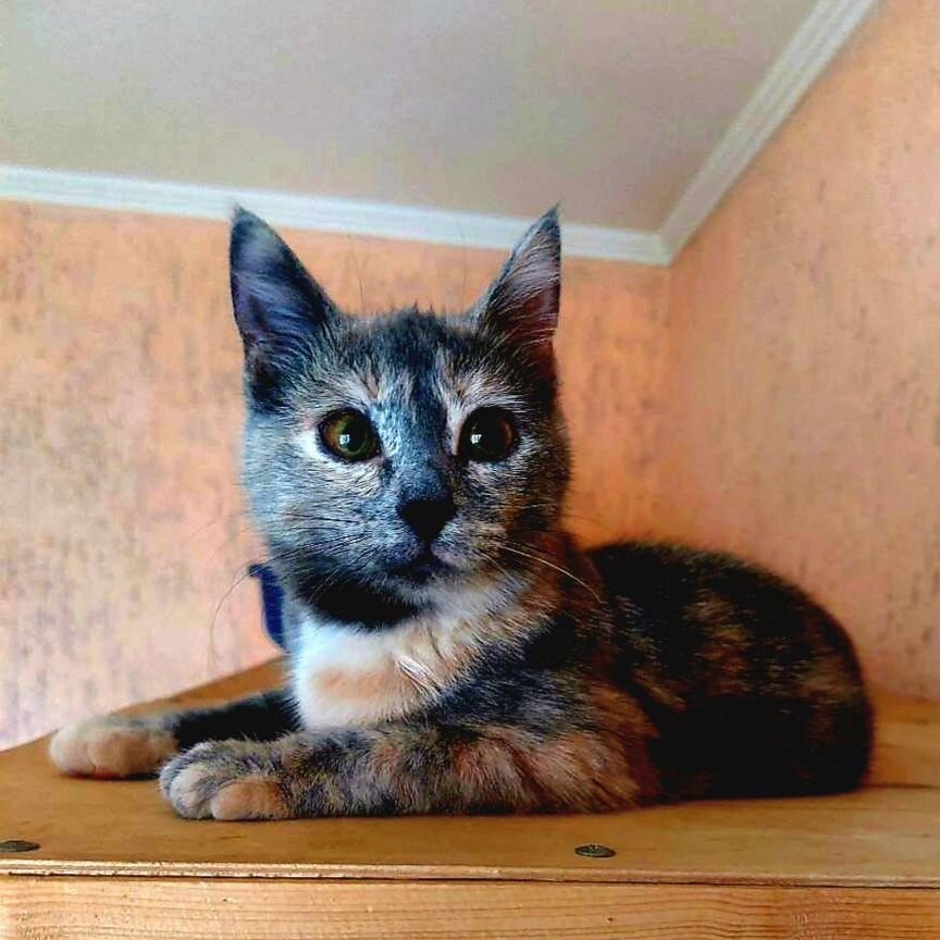 Василиса ищет дом