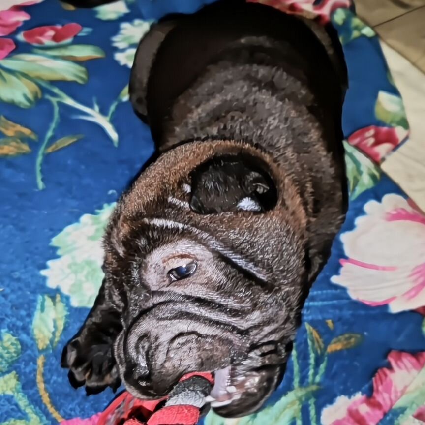 Шарпей, щенок