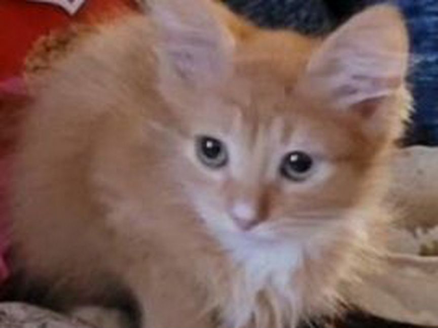 Котенок девочка