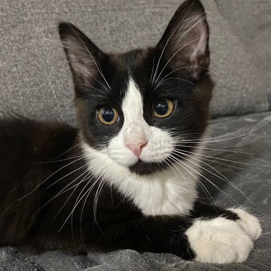 Котёнок в добрые руки