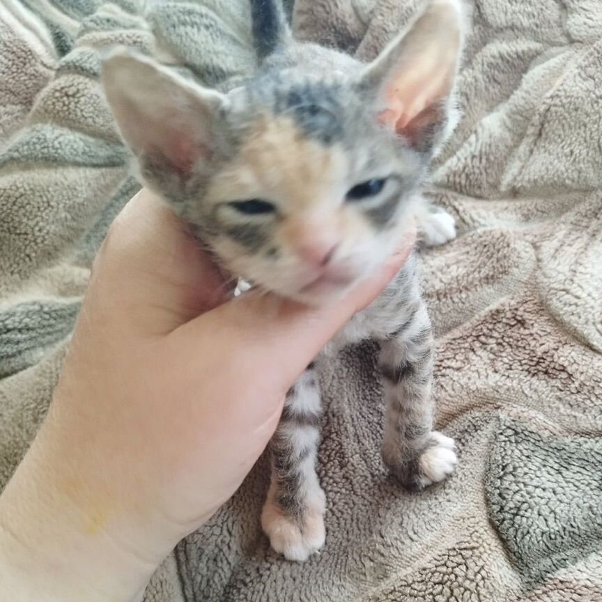 Донской сфинкс котята