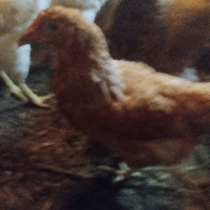 Куры молодки несушки