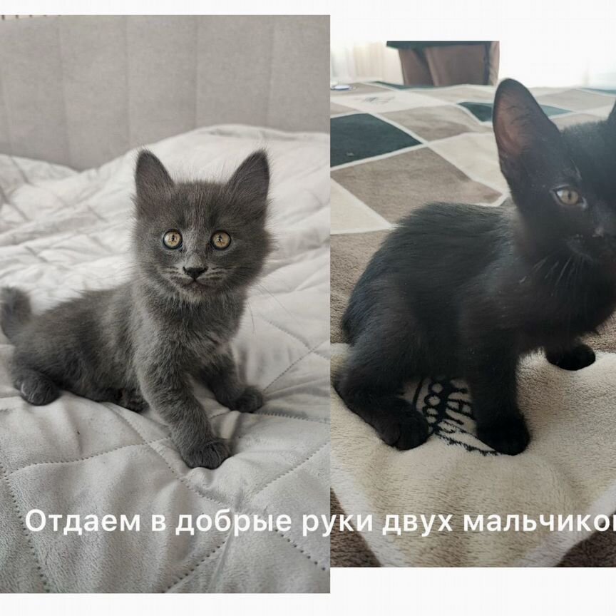 Американский кёрл короткошёрстный котёнок