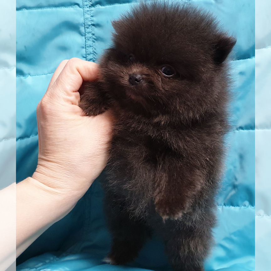 Померанский шпиц, щенок