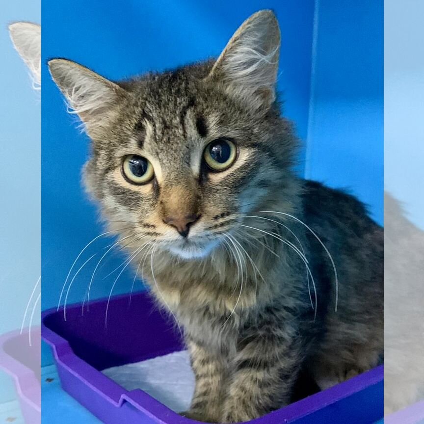 Пушистый метис сибиряка Камышик в дар