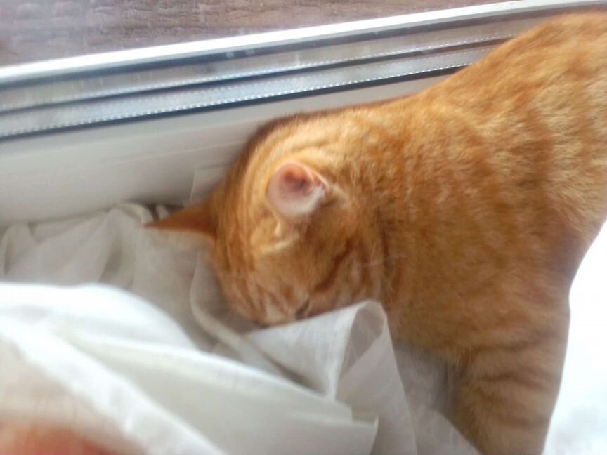 Продаю грустного котика