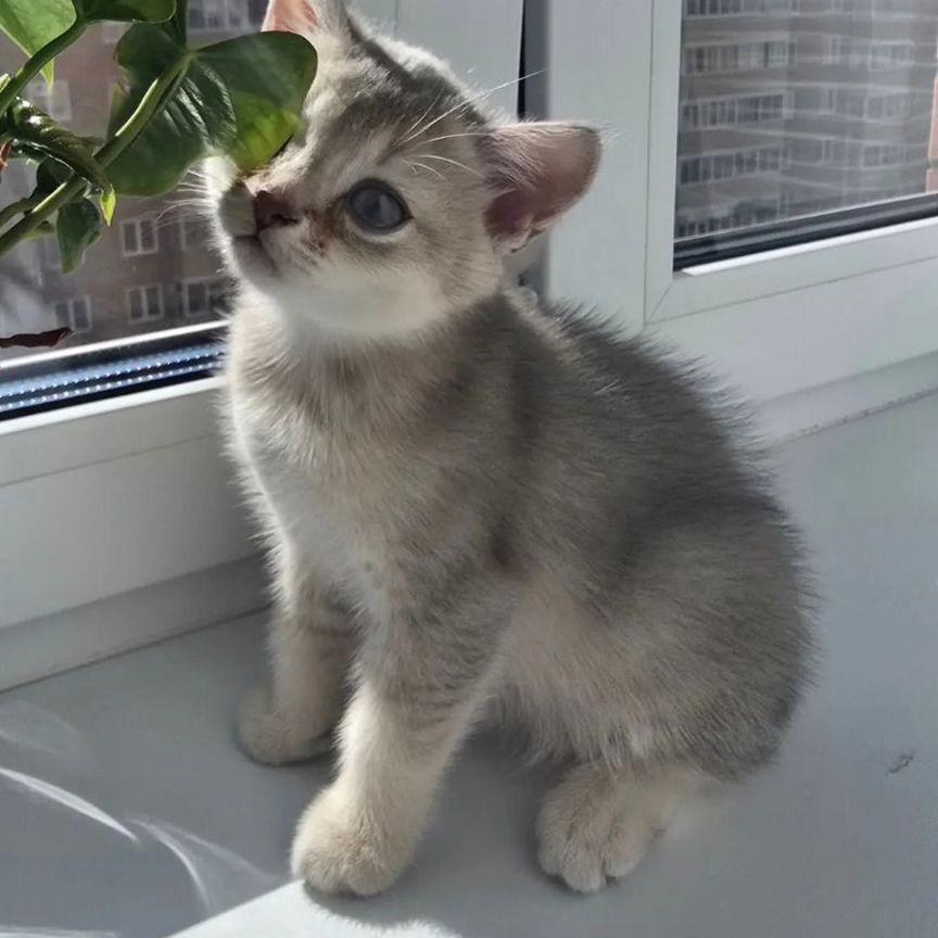 Шотландский прямоухий короткошёрстный котёнок