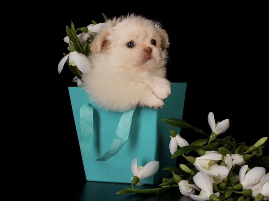 Щенки чихуахуа длинношерстные