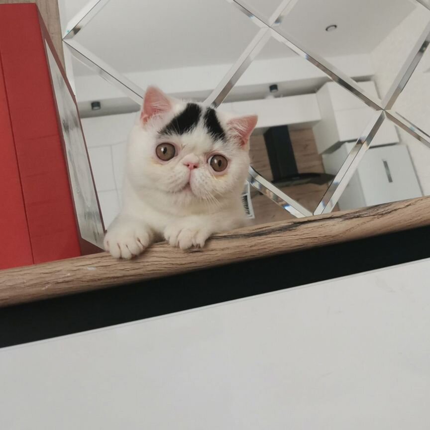 Плюшевый котенок